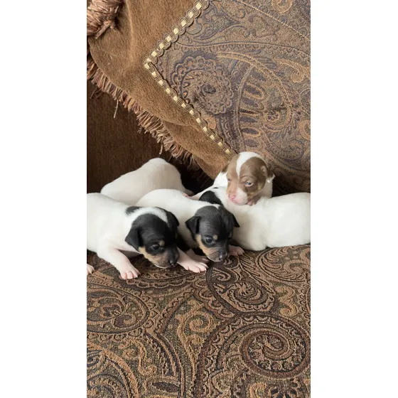 Fox Terrier Chileno | MercadoLibre 📦