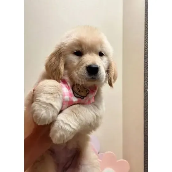 Cachorros Golden Retriever | MercadoLibre