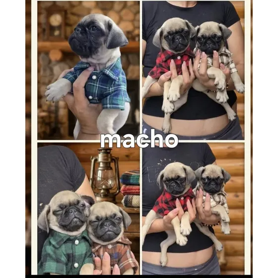 Perros Pug Barranquilla | Mercado Libre