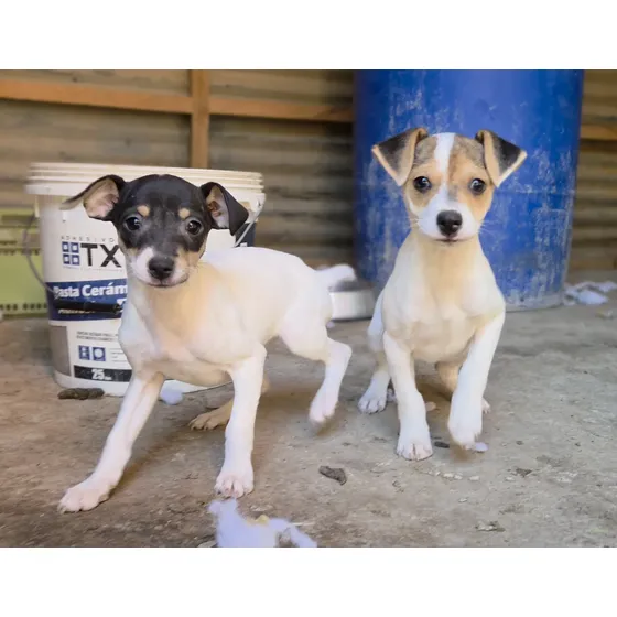 Fox Terrier Chileno | MercadoLibre 📦