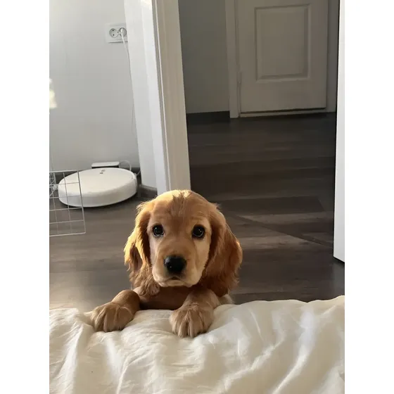 Cachorros Cockers | MercadoLibre 📦