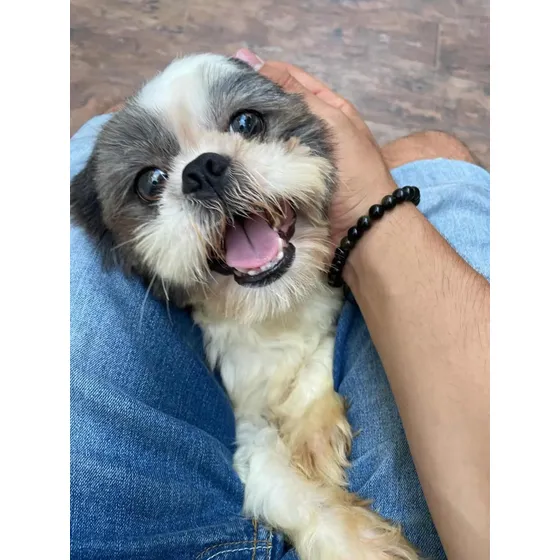 Shih Tzu En Venta En Leon Guanajuato | MercadoLibre