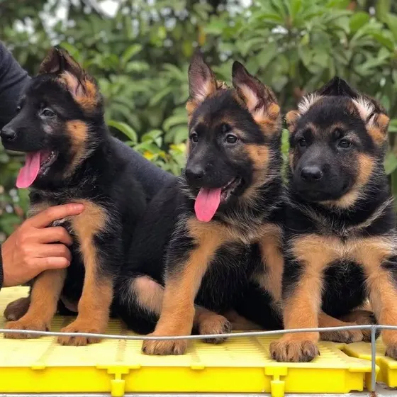 Cachorros Pastor Aleman | MercadoLibre
