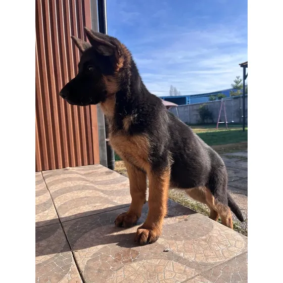 Cachorros Pastor De Brie | MercadoLibre 📦