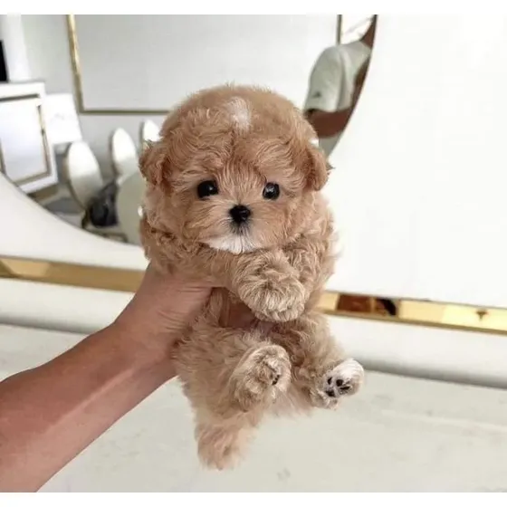 French Poodle Monterrey | MercadoLibre