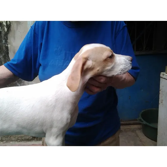 Poodle Ingles | Mercado Libre