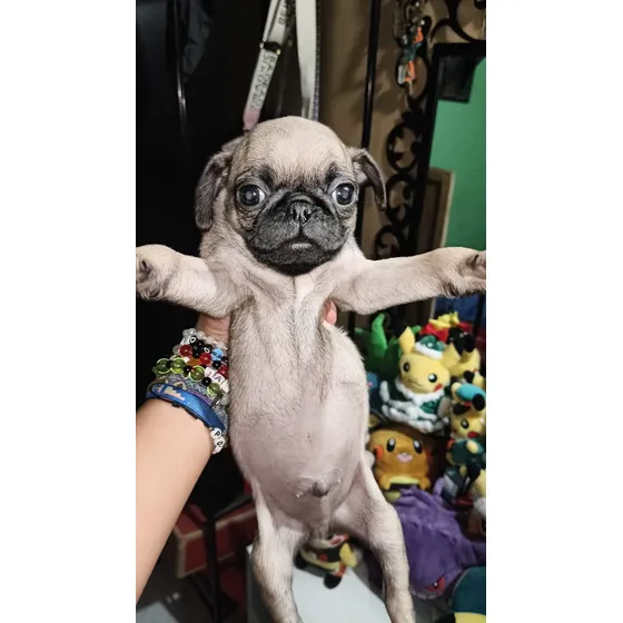 Cachorros Pug | MercadoLibre