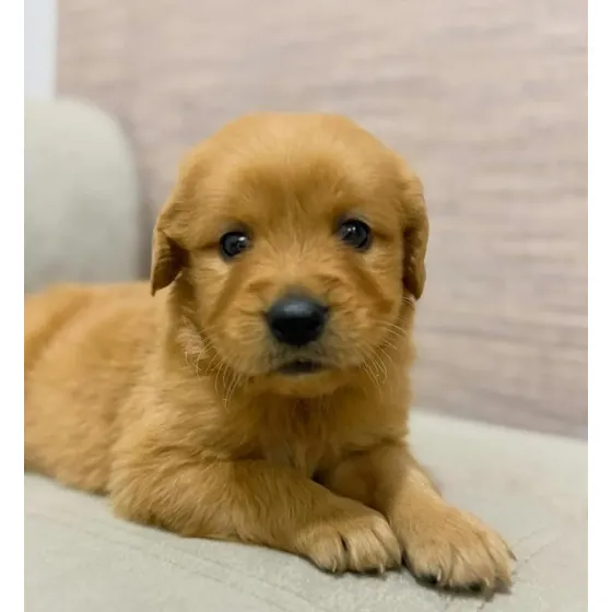 Cachorros Golden Retriever | MercadoLibre