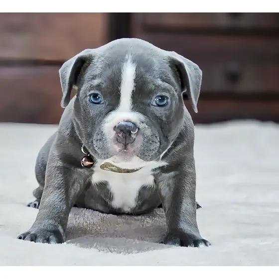 Cachorro American Bully Xl | MercadoLibre 📦