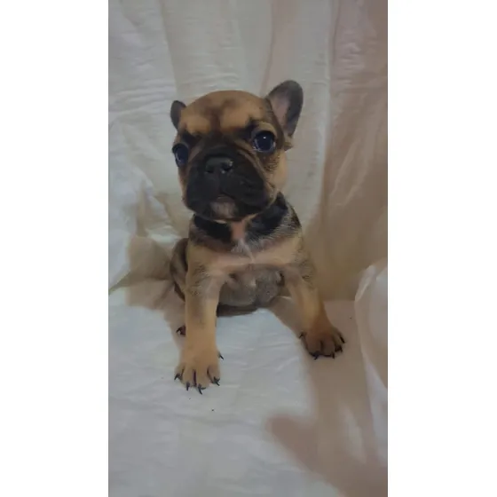 Cachorros Bull Terrier | MercadoLibre