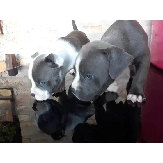 Cachorro American Bully Xl | MercadoLibre 📦