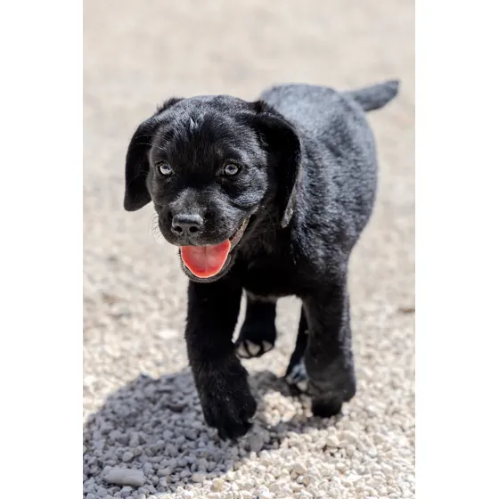 Labrador | MercadoLibre