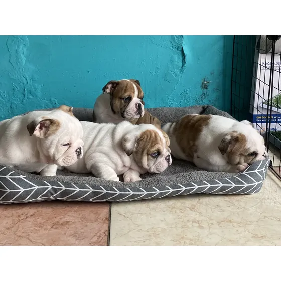 Bulldog Ingles | MercadoLibre