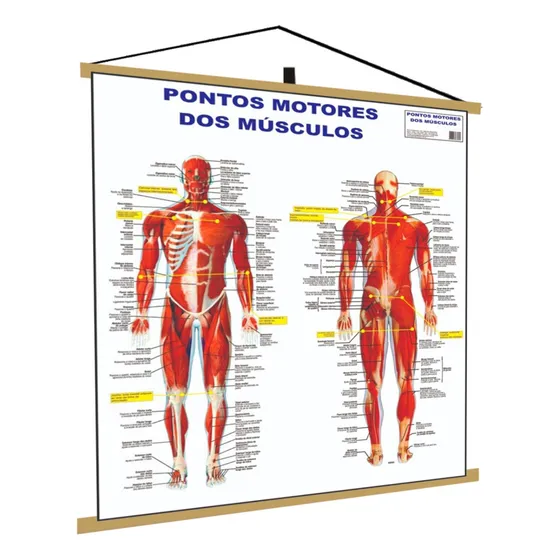 Mapa Corpo Humano Muscular Medicina Banner Moldura Laminado ...
