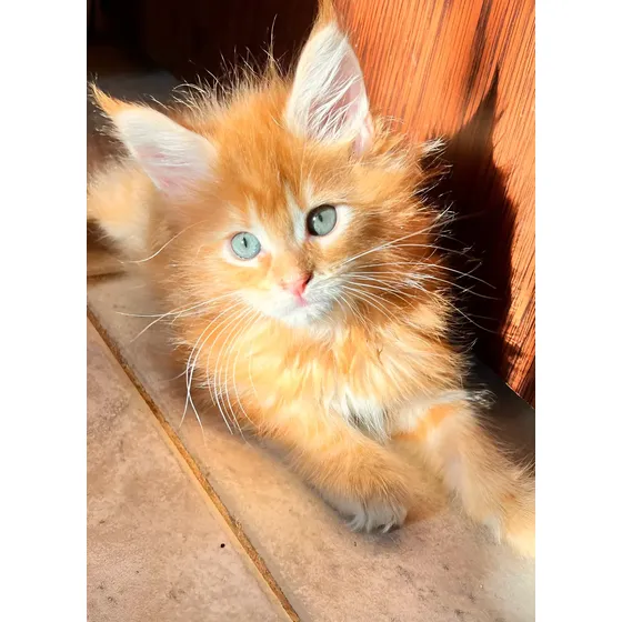 Maine Coon | MercadoLibre