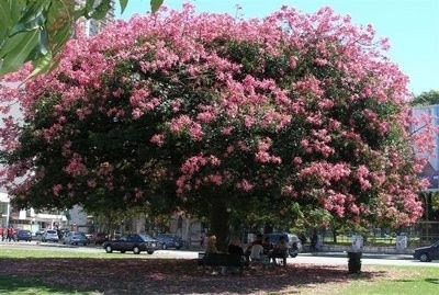 Cantidad de ejemplares del Palo Rosa