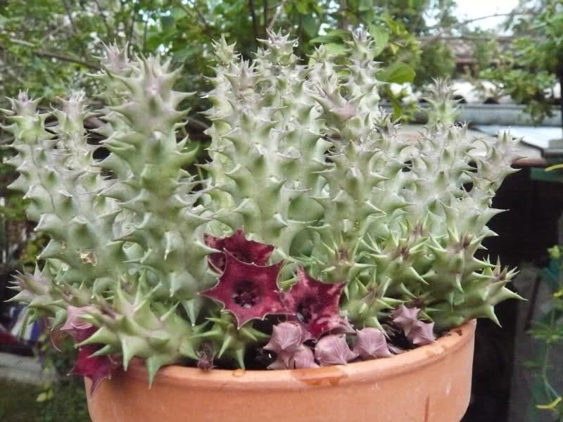 Huernia Keniensis Flor De Dragão - Cactos & Suculentas - R$ 9,00 em ... Huernia Keniensis Flor De Dragão - Cactos & Suculentas - R$ 9,00 em ...