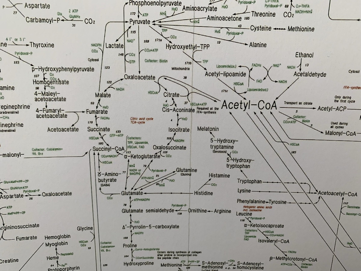 Mapa Metabólico Rutas Metabolicas Bioquimica Mini Poster 99 00 En