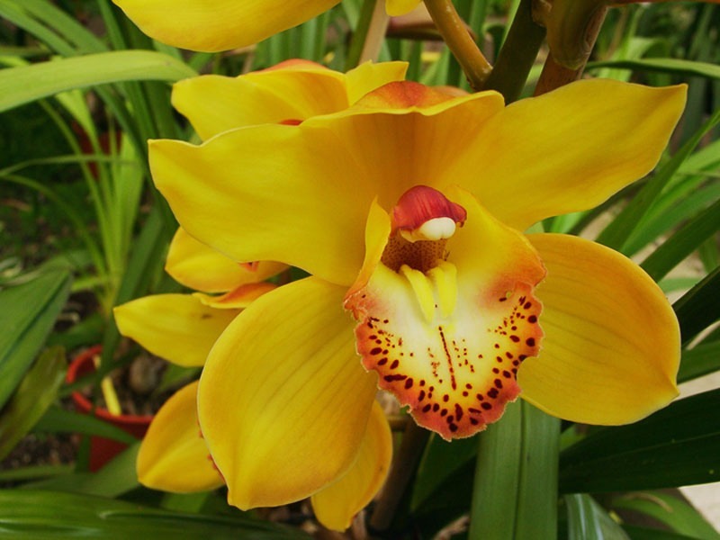 Muda Orquidea Cymbidium Lindas Varias Cores Promoção - R$ 14,79 em ... Muda Orquidea Cymbidium Lindas Varias Cores Promoção - R$ 14,79 em ...