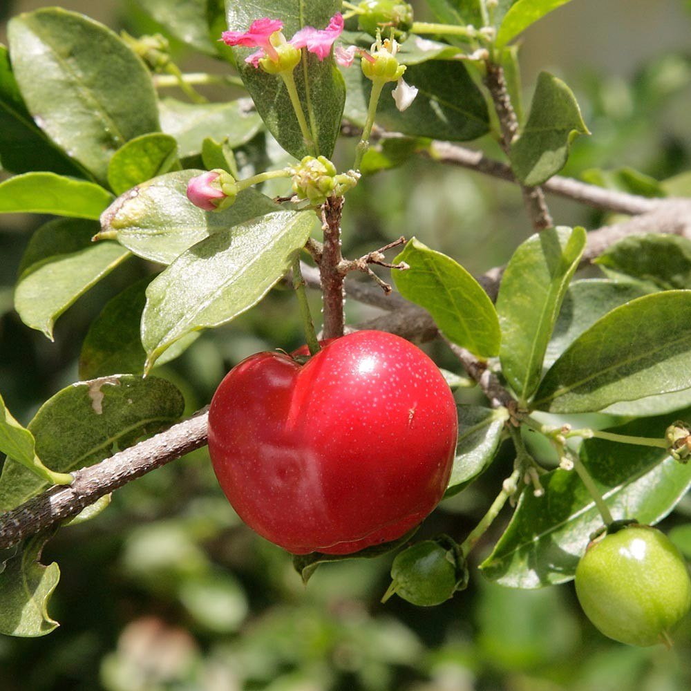 Mudas Da Deliciosa Acerola Gigante - Estaquia - R$ 60,00 em Mercado Livre Mudas Da Deliciosa Acerola Gigante - Estaquia - R$ 60,00 em Mercado Livre