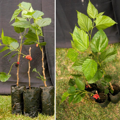 Mudas De Estaquia Da Deliciosa Amora Gigante Portuguesa - R$ 45,00 em ... Mudas De Estaquia Da Deliciosa Amora Gigante Portuguesa - R$ 45,00 em ...