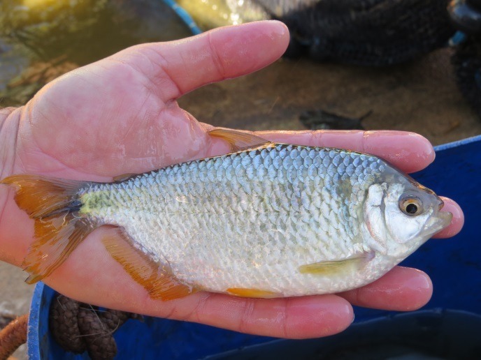 Peixe Alevinos De Lambari Rosa E Tambiú - 500 Unds - R$ 600,00 em ...