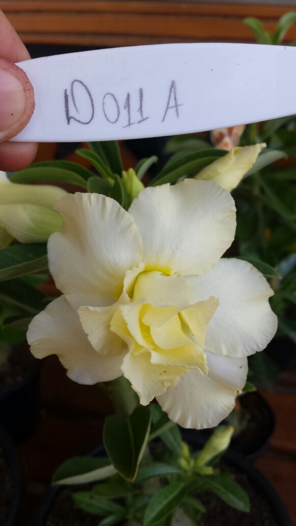 Rosa Do Deserto Amarelo Dobrada Muda Adulta - R$ 95,00 em Mercado Livre Rosa Do Deserto Amarelo Dobrada Muda Adulta - R$ 95,00 em Mercado Livre