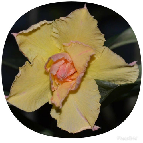 Rosa Do Deserto Amarelo Dobrada Muda Adulta - R$ 95,00 em Mercado Livre Rosa Do Deserto Amarelo Dobrada Muda Adulta - R$ 95,00 em Mercado Livre