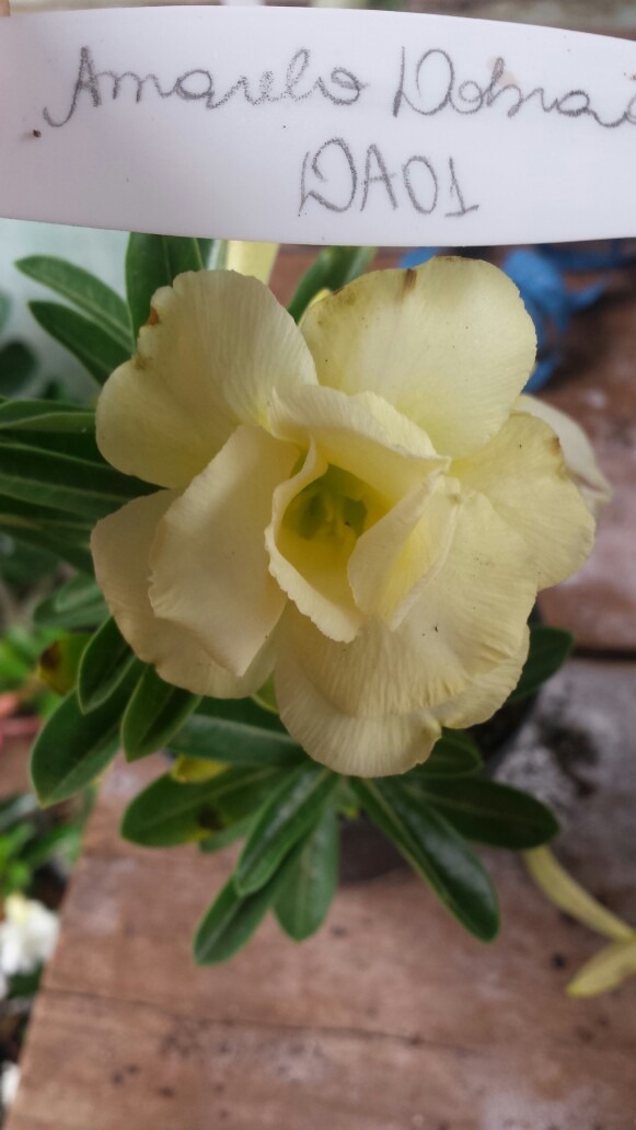 Rosa Do Deserto Amarelo Dobrada Muda Adulta - R$ 95,00 em Mercado Livre Rosa Do Deserto Amarelo Dobrada Muda Adulta - R$ 95,00 em Mercado Livre