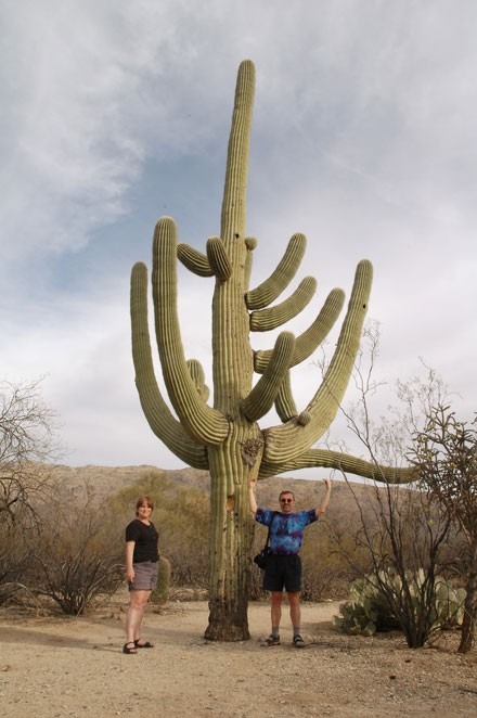 Semillas De Cactus Saguaro, El Más Grande Del Mundo + Envío - $ 3.990 ... Semillas De Cactus Saguaro, El Más Grande Del Mundo + Envío - $ 3.990 ...