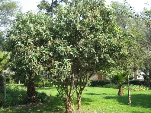 Tepozan Arbol 1 50 M De Altura Tronco Grueso 250 00 En