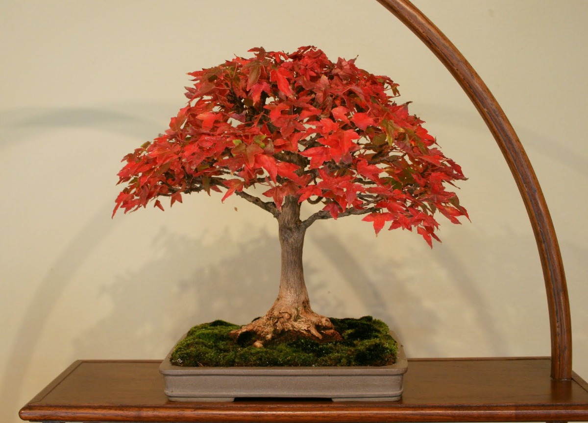 Trident Maple Acer Buergerianum Bonsai Sementes Para Mudas R 9 99 Em